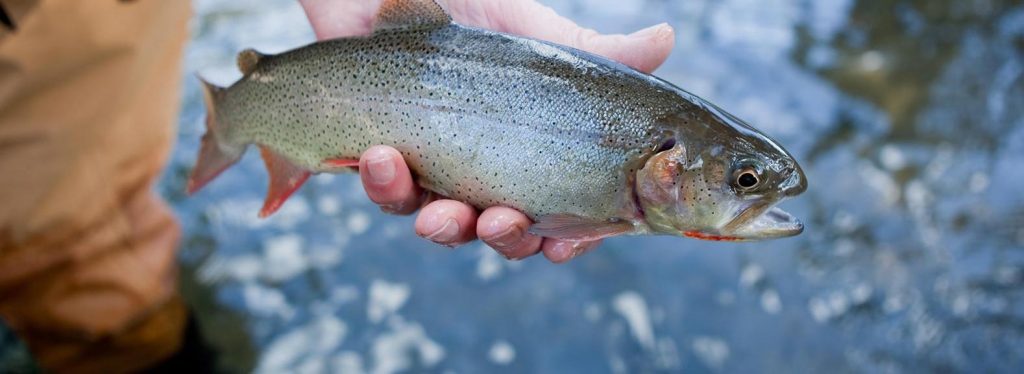 Pesca alla Trota con Esche Naturali in Lago – F.I.P.S.A.S. Brescia